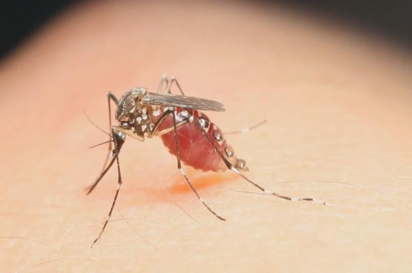 Virus del Zika y embarazo: riesgos, síntomas y prevención completa