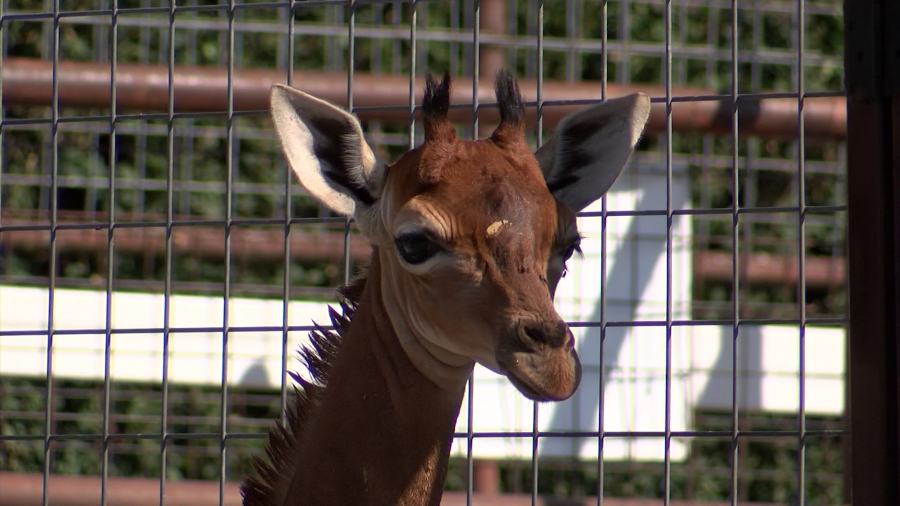 Brights Zoo discusses death of spotless giraffe Kipekee, thanks ...