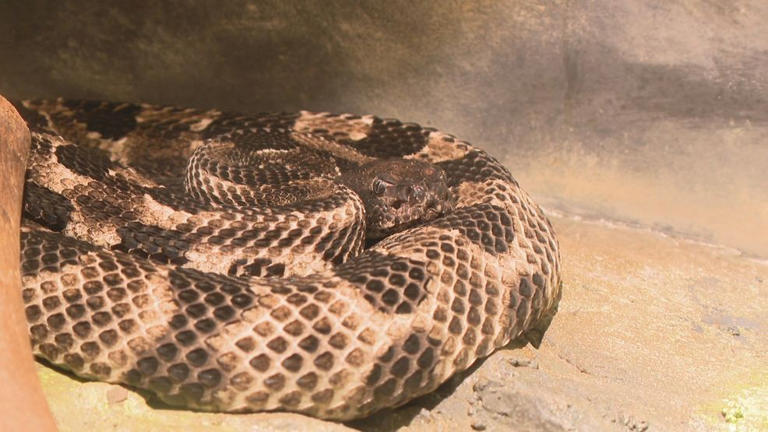 Huntington Ingalls (HII): Buy, sell, or hold post Q3 earnings?