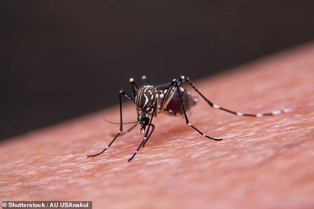 Urgent health warning as deadly Japanese encephalitis virus is detected ...
