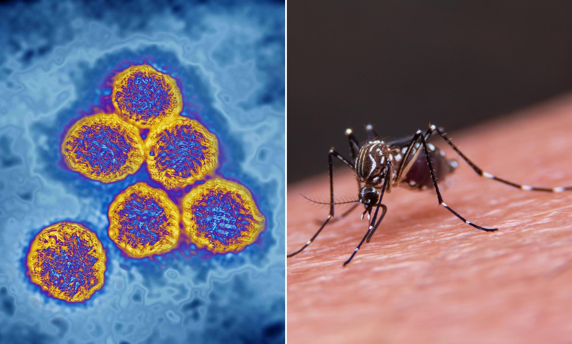 Urgent health warning as deadly Japanese encephalitis virus is detected ...