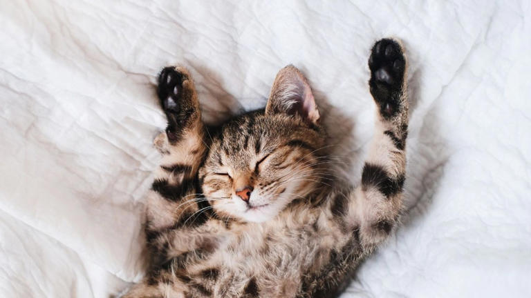Your couch potato cat just got DNA-certified as ancient Egyptian royalty