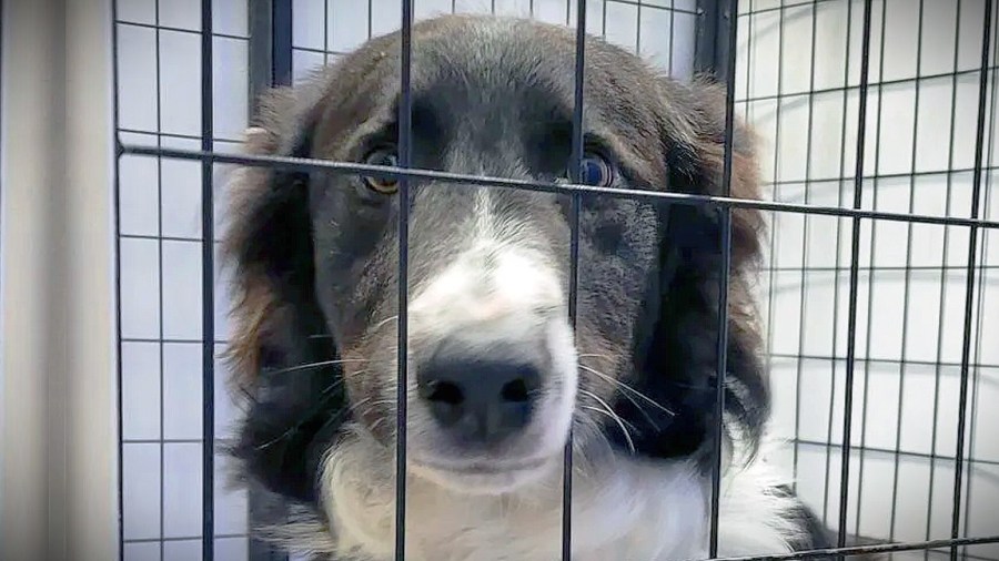 Muscatine Police Department updates procedures for animal control