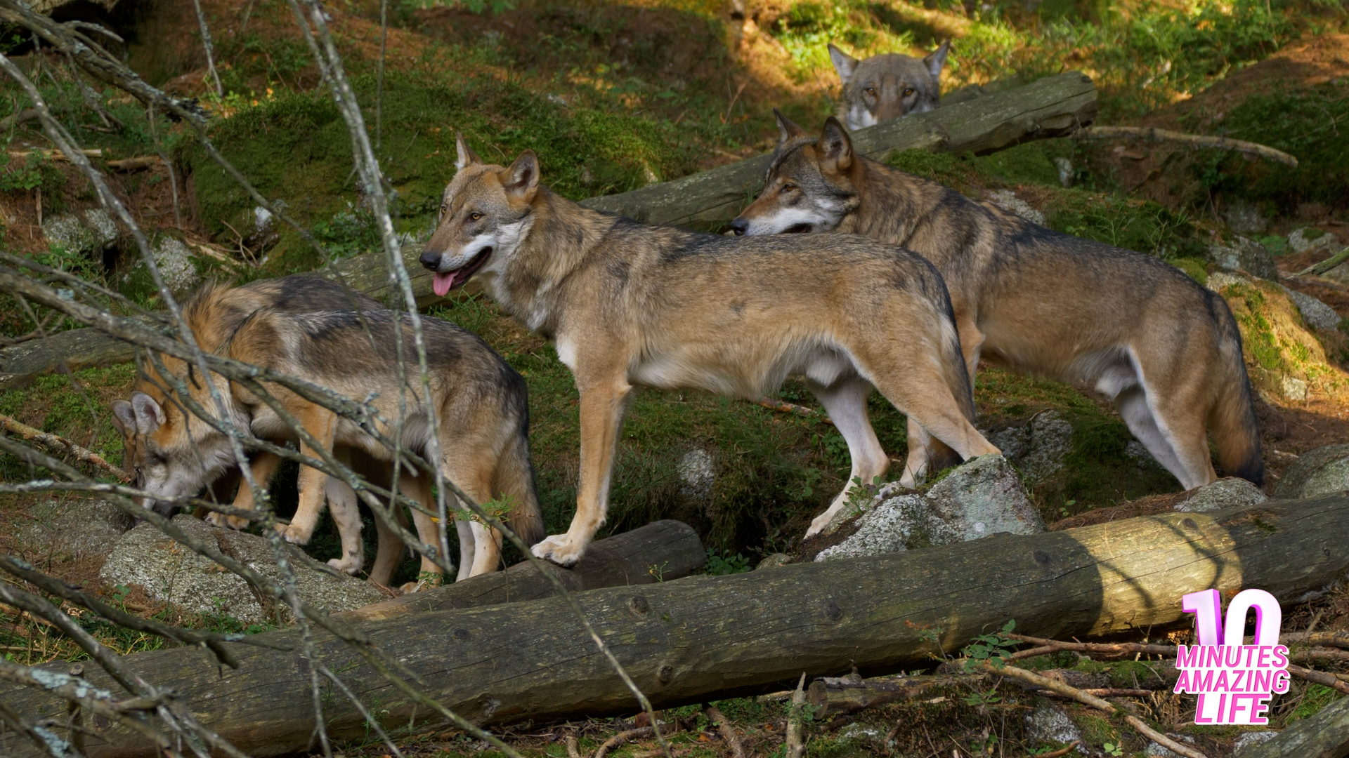 Een Wolvenroedel in het Bos