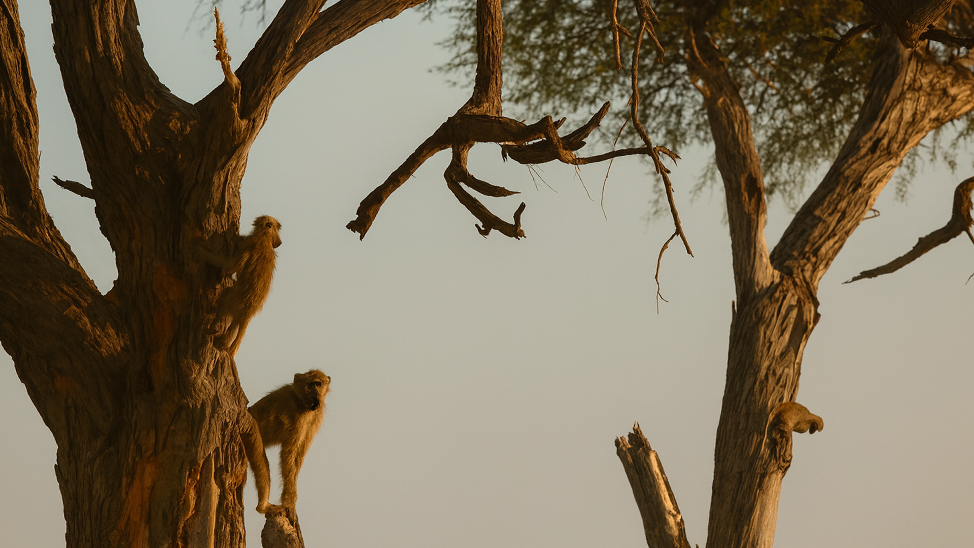 Wildes Leben in Botsuana