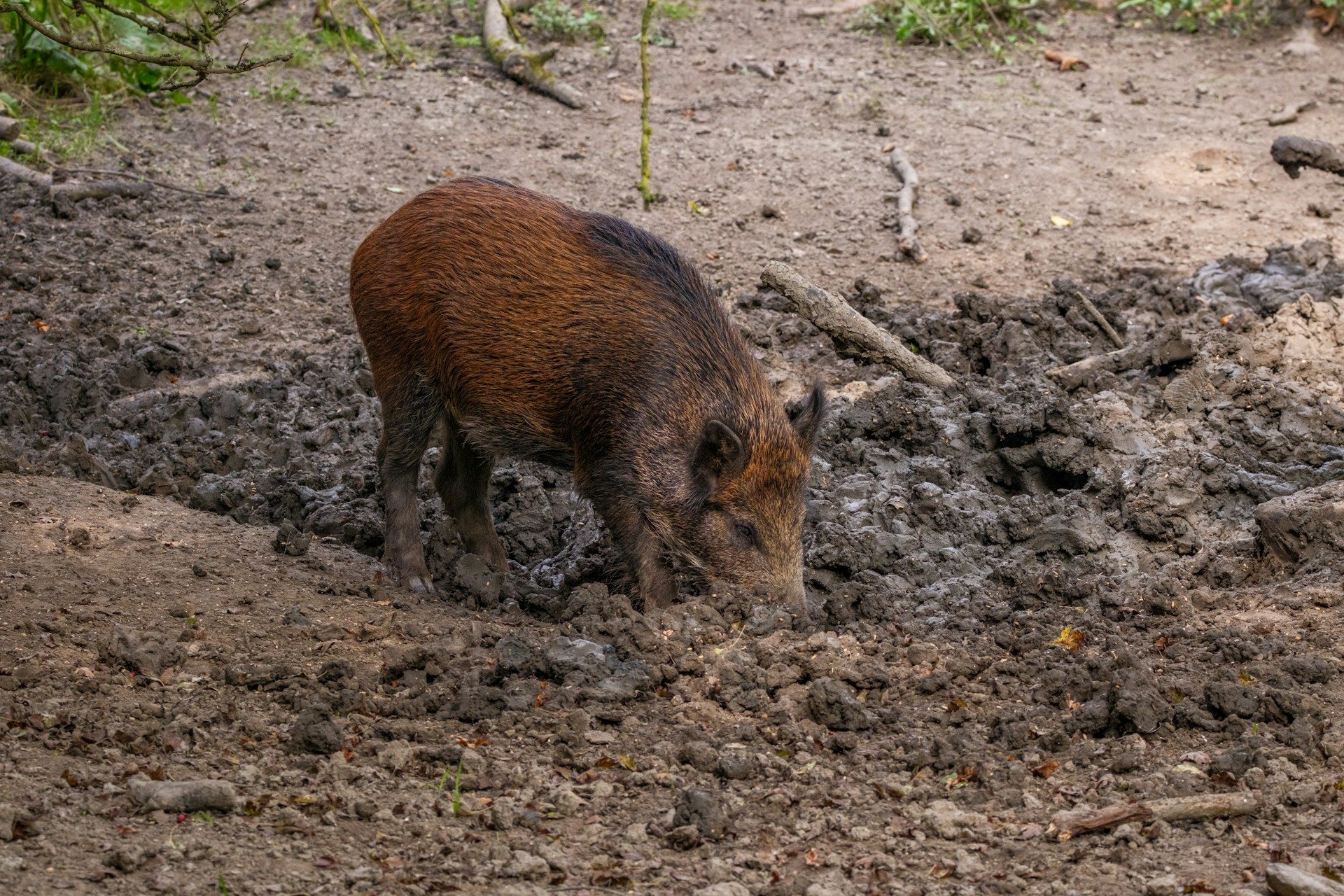 Europe under threat: Rapid spread of deadly swine fever