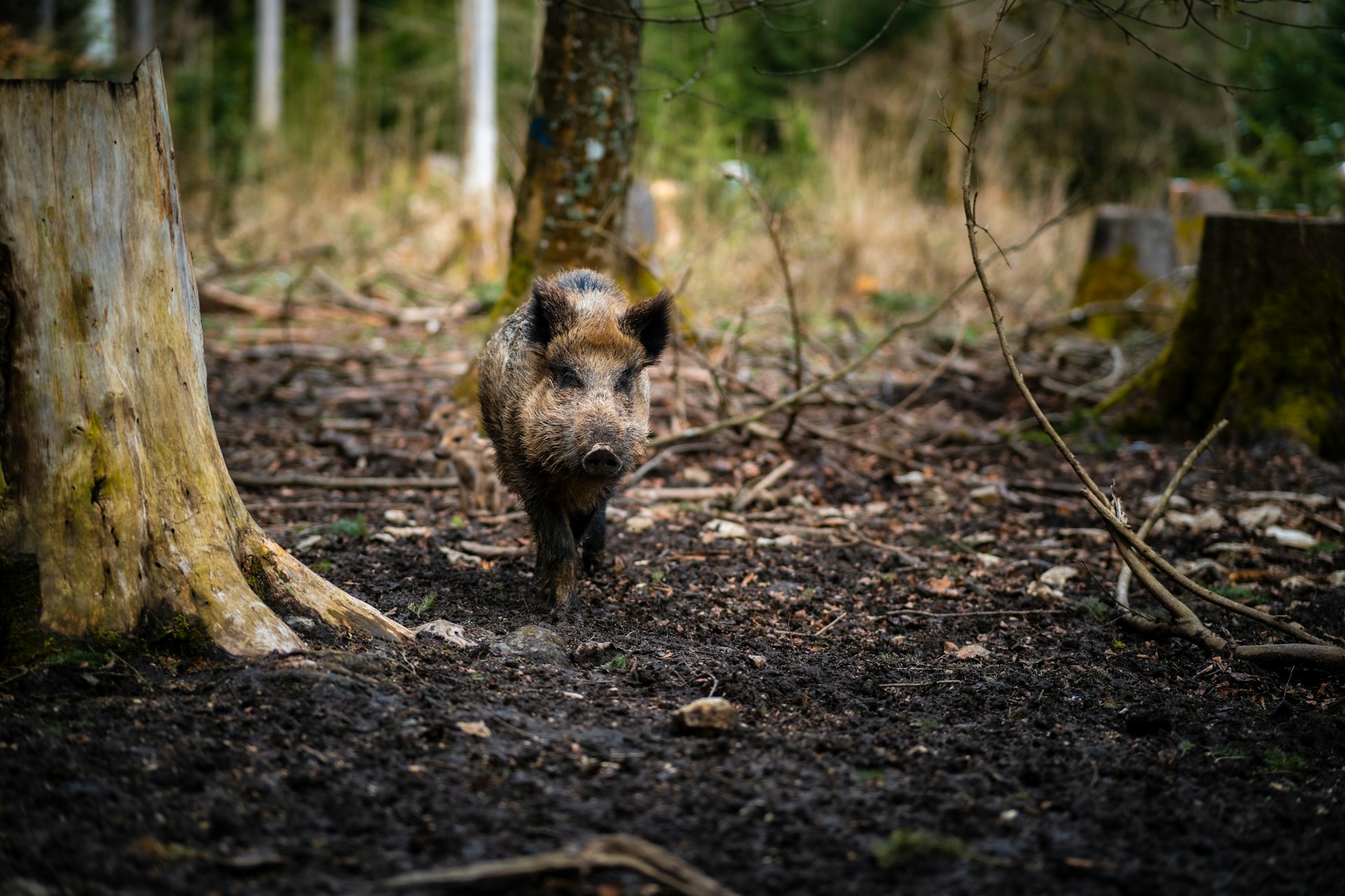 The deadly swine fever spreads across Europe