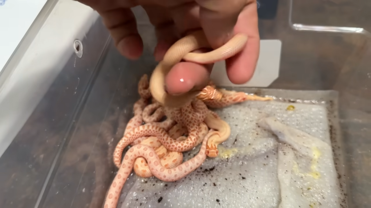 Inside the stunning hatch that reveals a clutch of newborn snakes