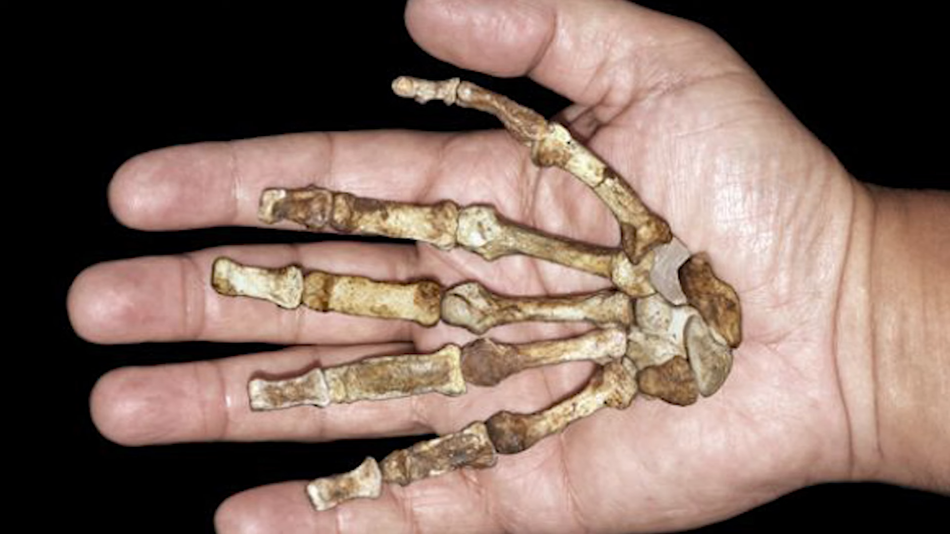 How Hands Evolved From Fins To Fingers