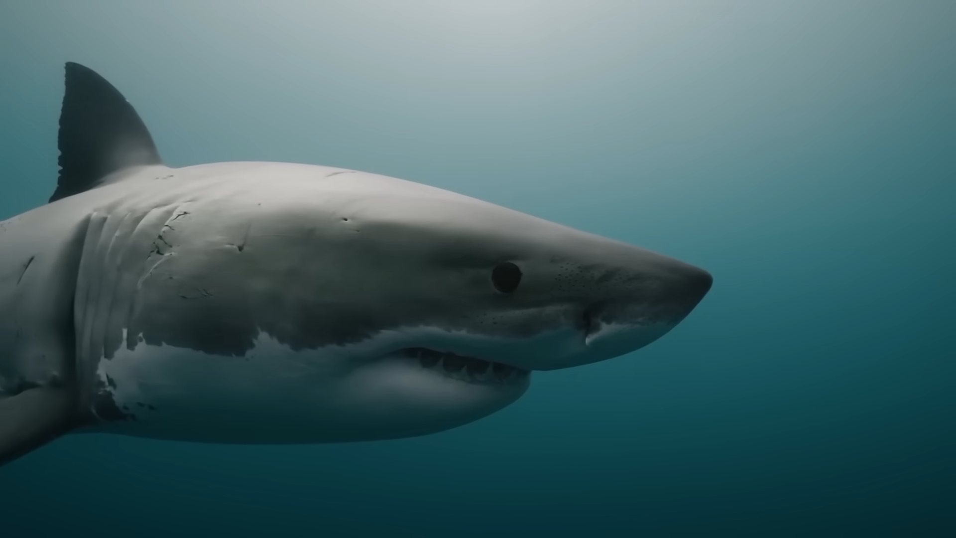 Most bizarre shark attacks ever recorded