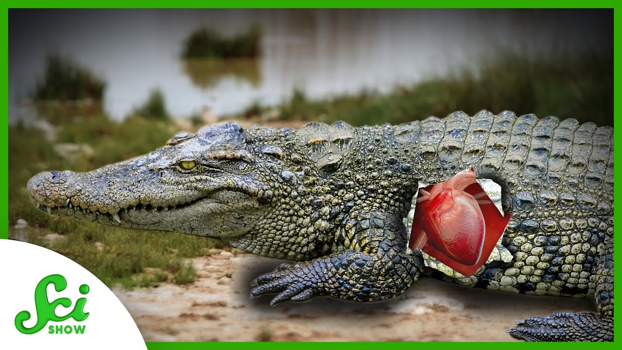 Why Crocodiles Have an Extra Hole in Their Heart