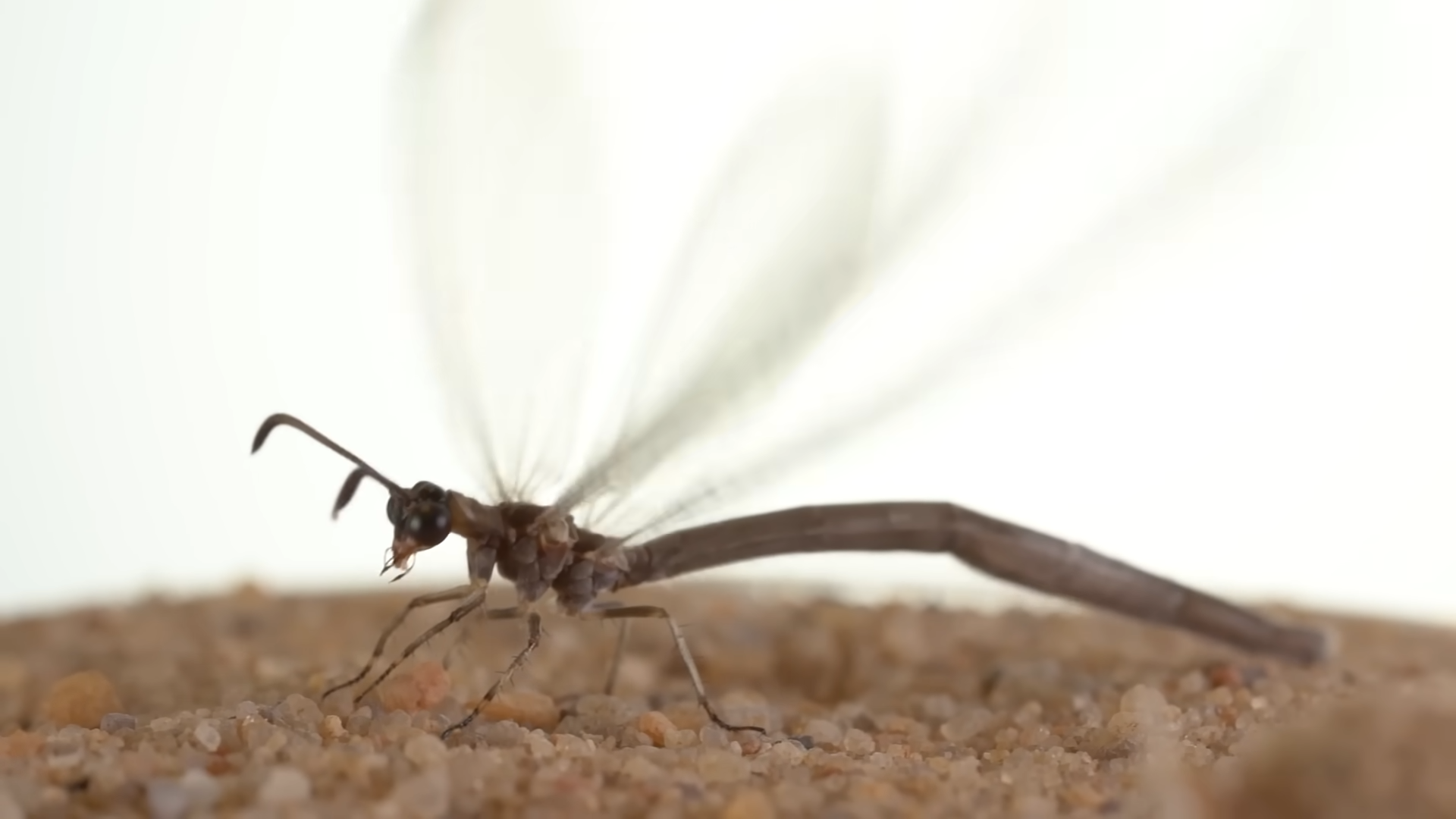 The Ultimate Camping Build: How Nature Designed the Perfect Ambush Predator