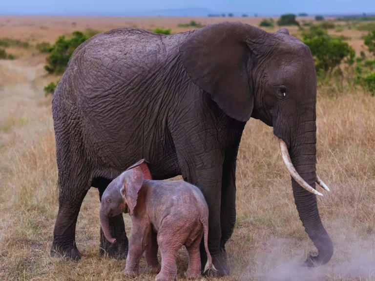 Delhi–Dehradun Expressway update: Trial runs begin on 32-km Delhi ...