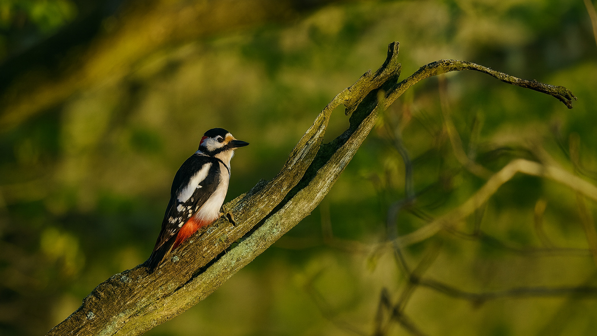 Ochtendoptreden van de specht