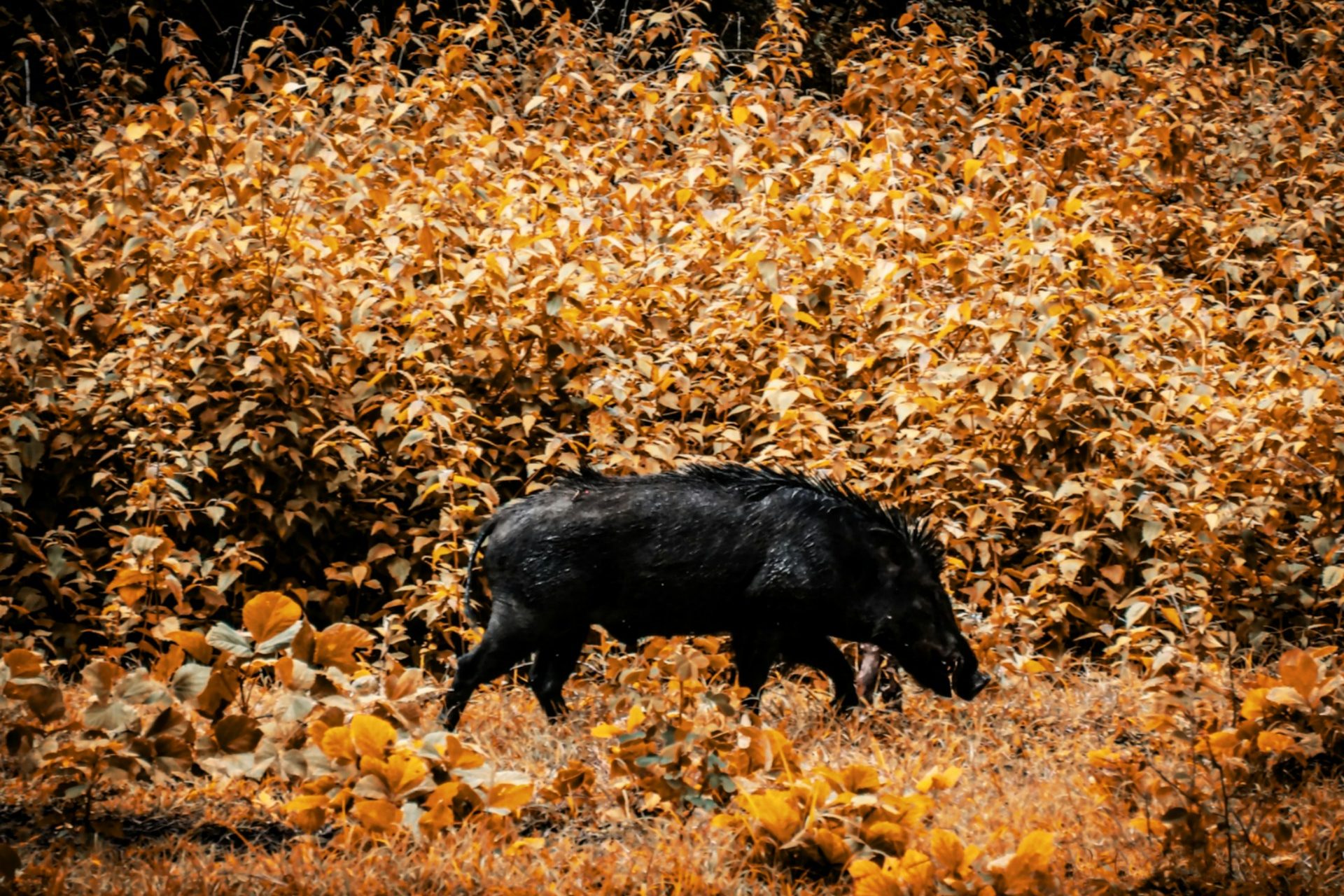 Alert in Europe: Deadly swine fever spreads unchecked
