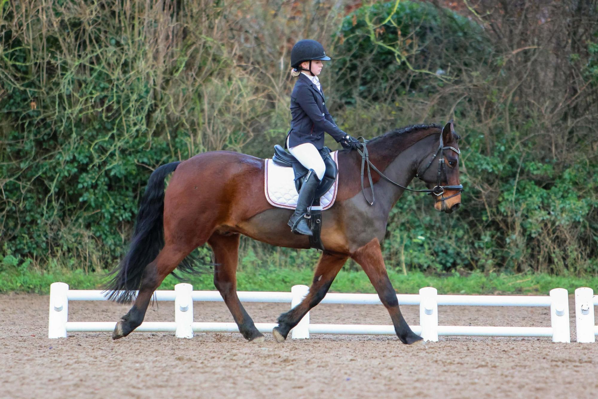 Horse Week: All roads lead to the Gransha dressage final!