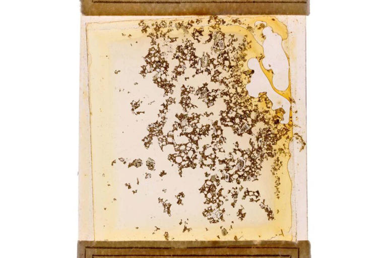 Lost Charles Darwin microscope slide set for auction after being found ...