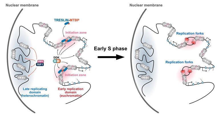 Uncovering the principle by which DNA replication initiation sites are ...