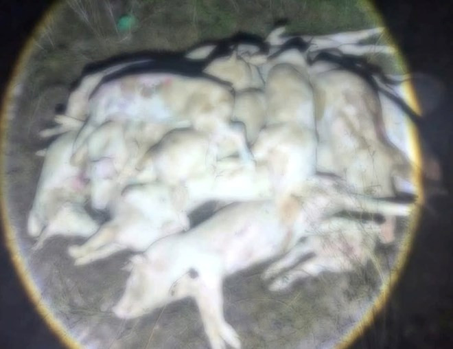 Kinh hãi hàng trăm con heo chết, nghi bị bệnh chuẩn bị đưa ra thị ...