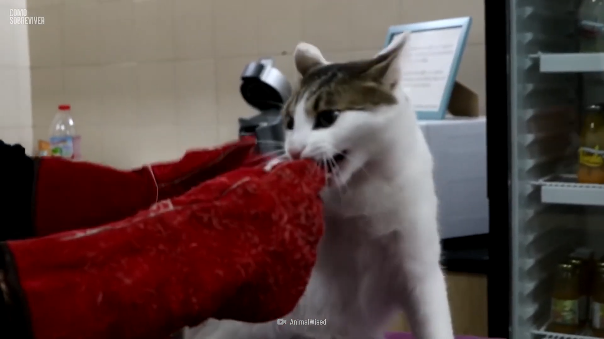 Como Sobreviver a uma Mordida de Gato