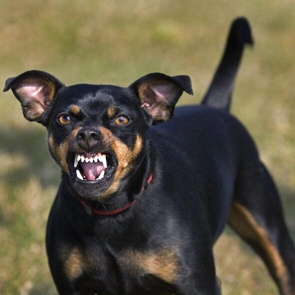 Woman in 20s found dead after 'dog attack' as police provide grim details