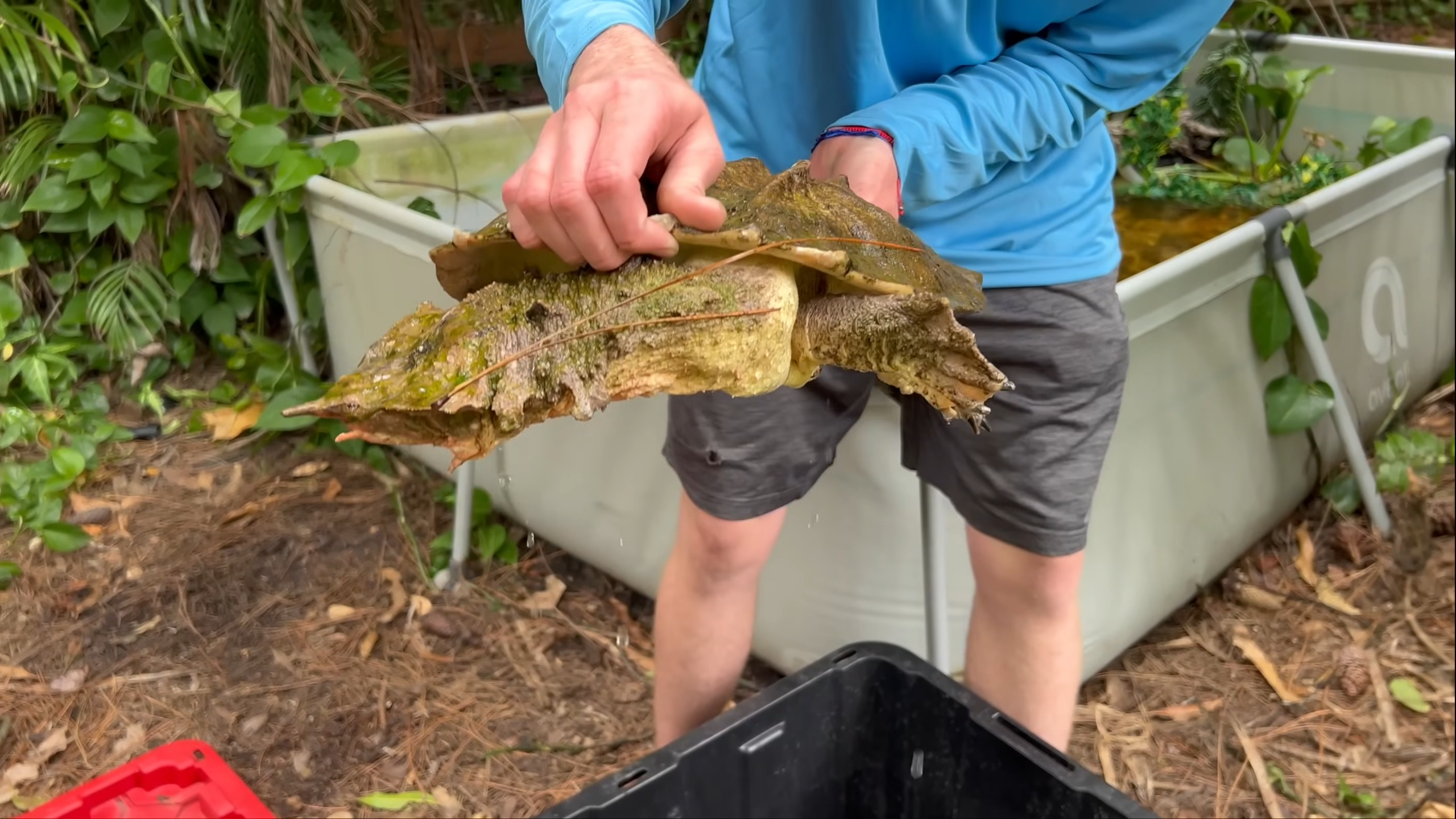 I bought the world’s deadliest turtle