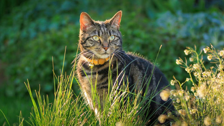 Your couch potato cat just got DNA-certified as ancient Egyptian royalty