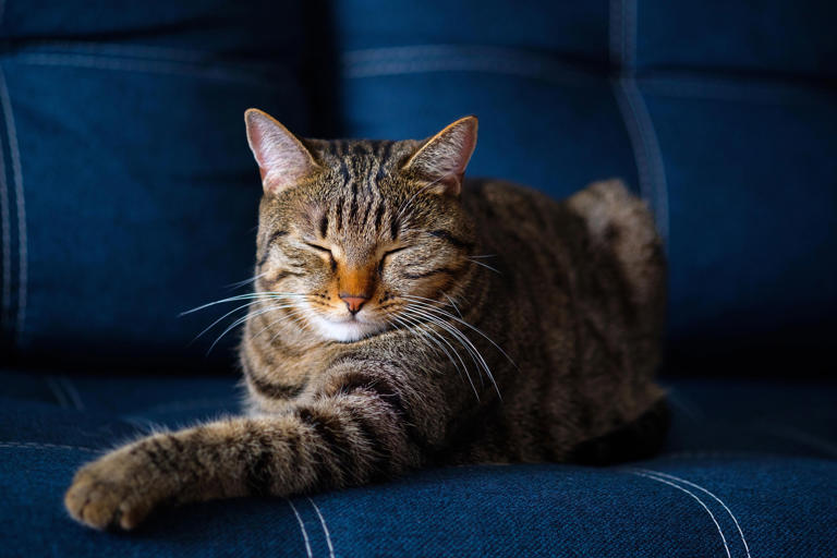 Your couch potato cat just got DNA-certified as ancient Egyptian royalty