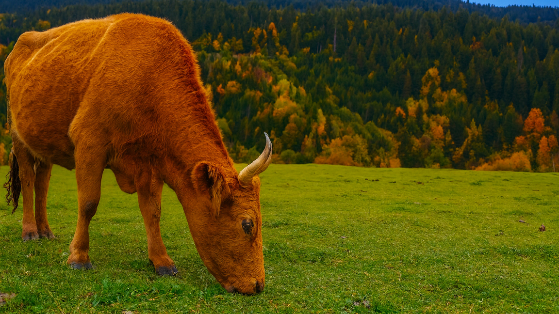 Ein ruhiger Tag auf dem Feld