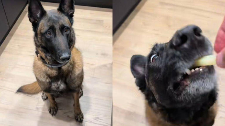 KanYou Dogs, expertos en adiestramiento canino: "Unos simples ...