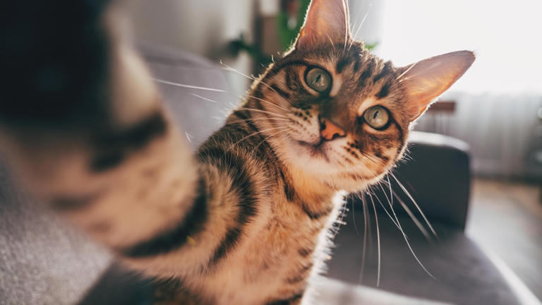 Your couch potato cat just got DNA-certified as ancient Egyptian royalty
