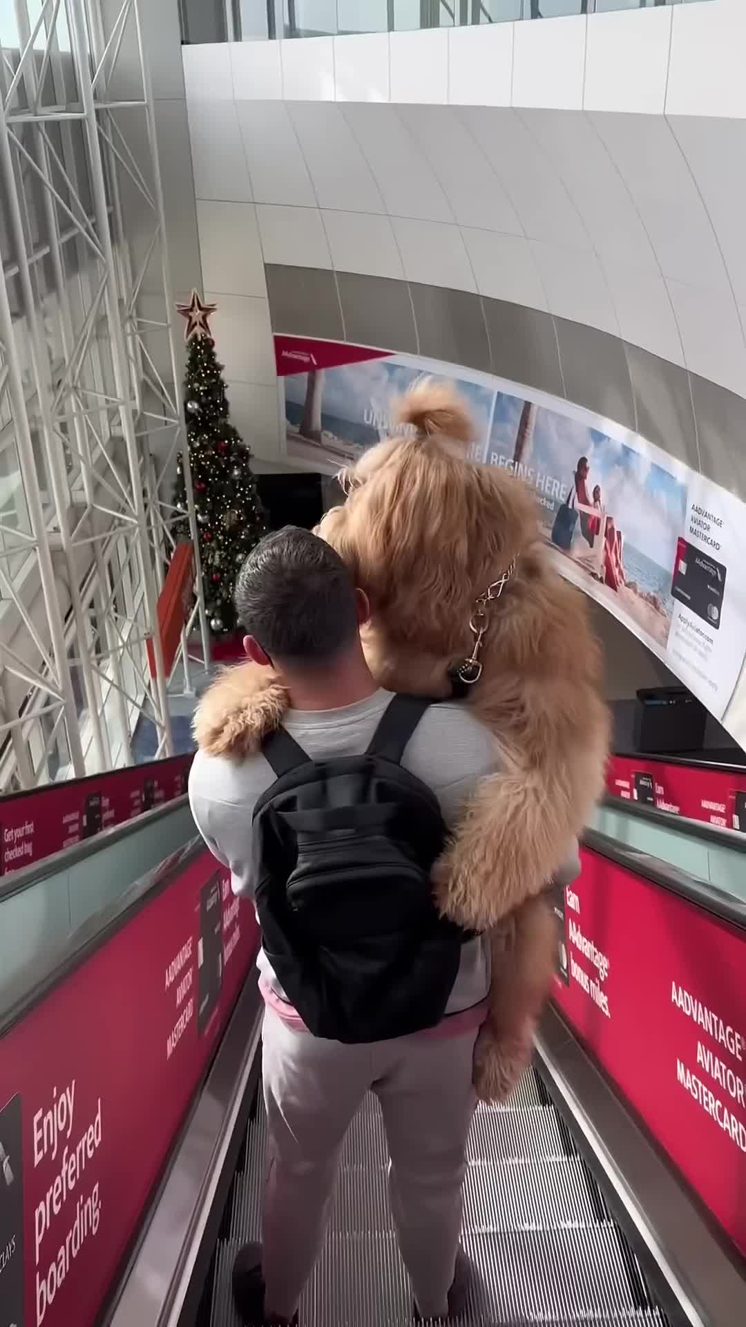 Do not let your dog stand on escalators! #dogdad #goldendoodle #fluffydog