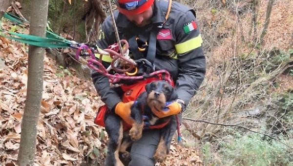 Cane disperso nei boschi sopra il Lago Maggiore salvato dai vigili del ...