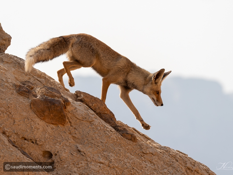 Arabian Red Fox – A Resilient Survivor of the Desert