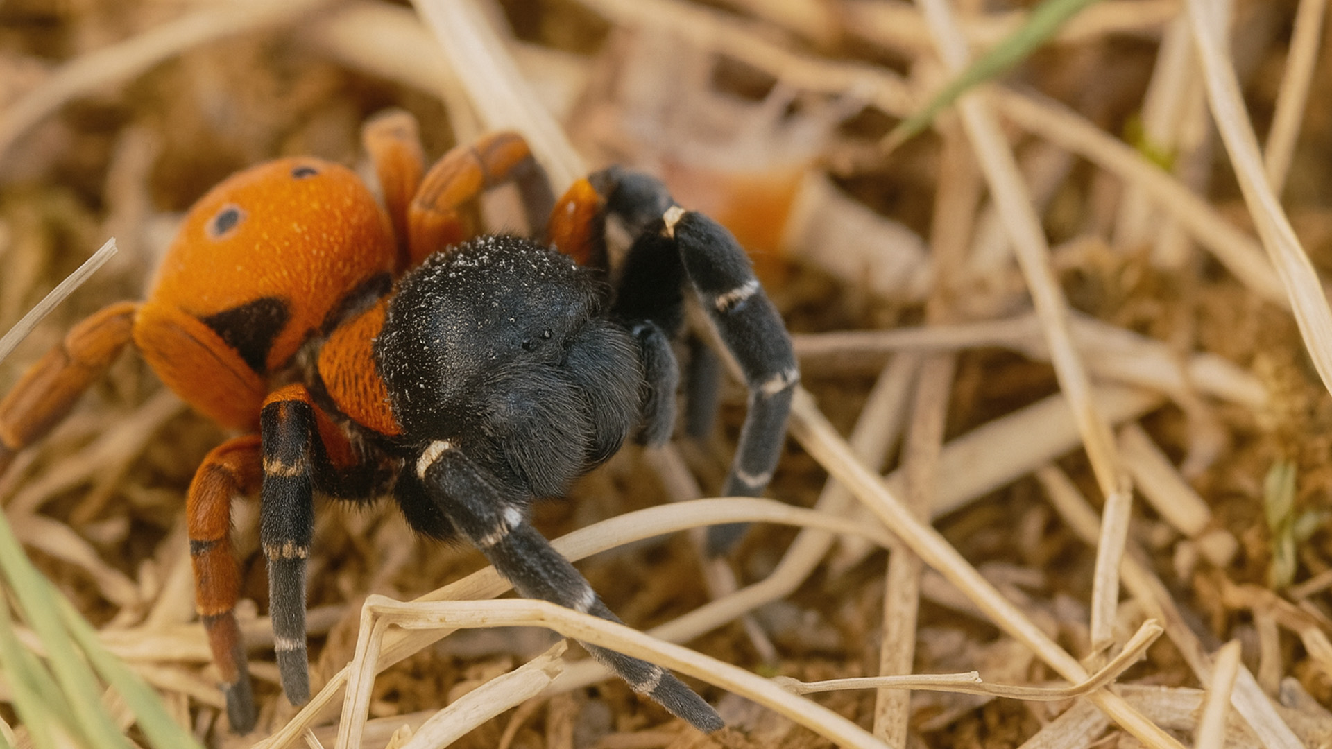 Kleine roofdier met vurige kleuren