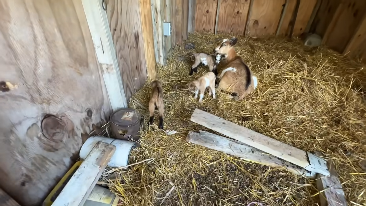 The incredible birth scene capturing baby goats’ very first moments