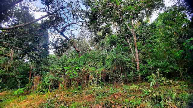 Experts stunned as trail cameras capture footage of creature that ...