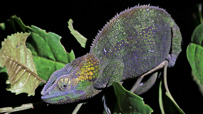 Most grew up believing that chameleons change color to blend in. They ...