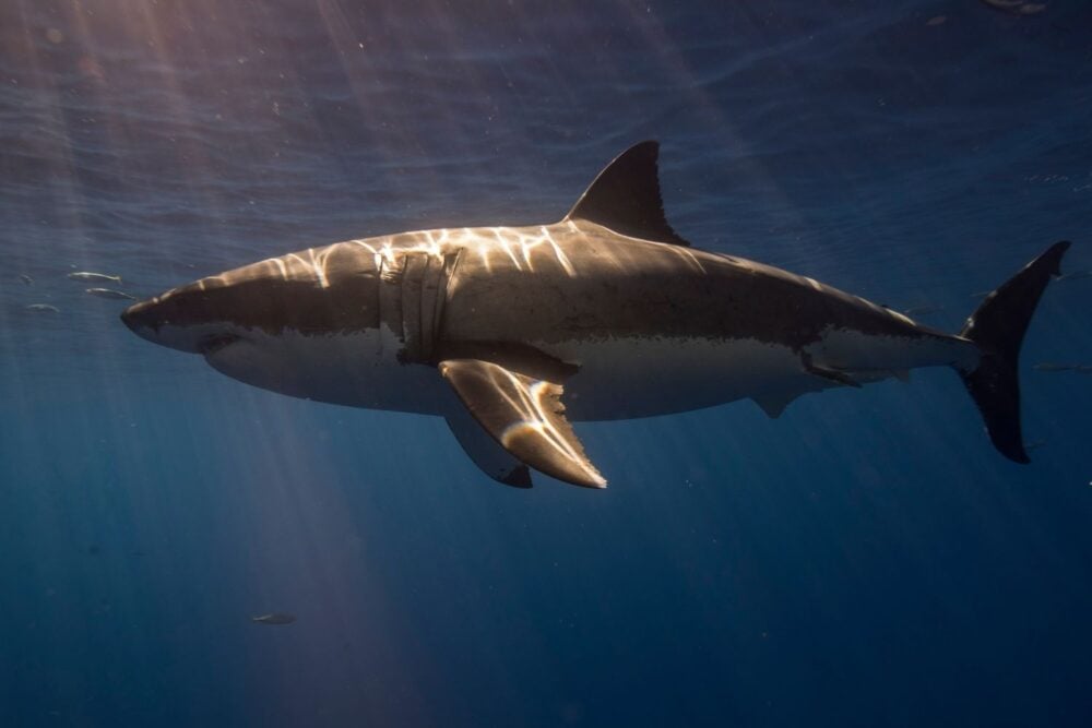 Meet the Giant Australian Shark That Outsized Today’s Great Whites by ...