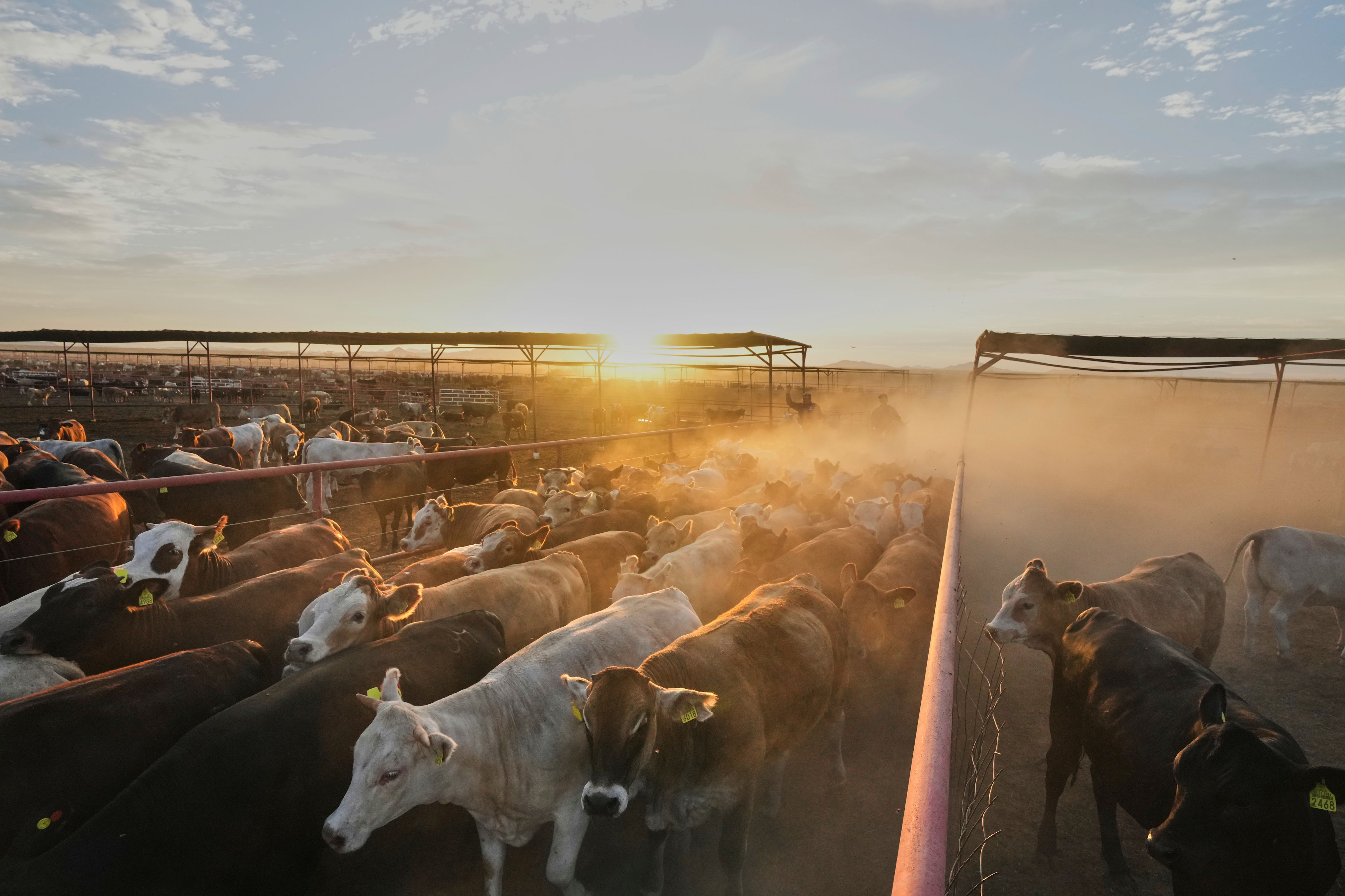 Flesh-eating worm in Mexico is upending cross-border cattle trade