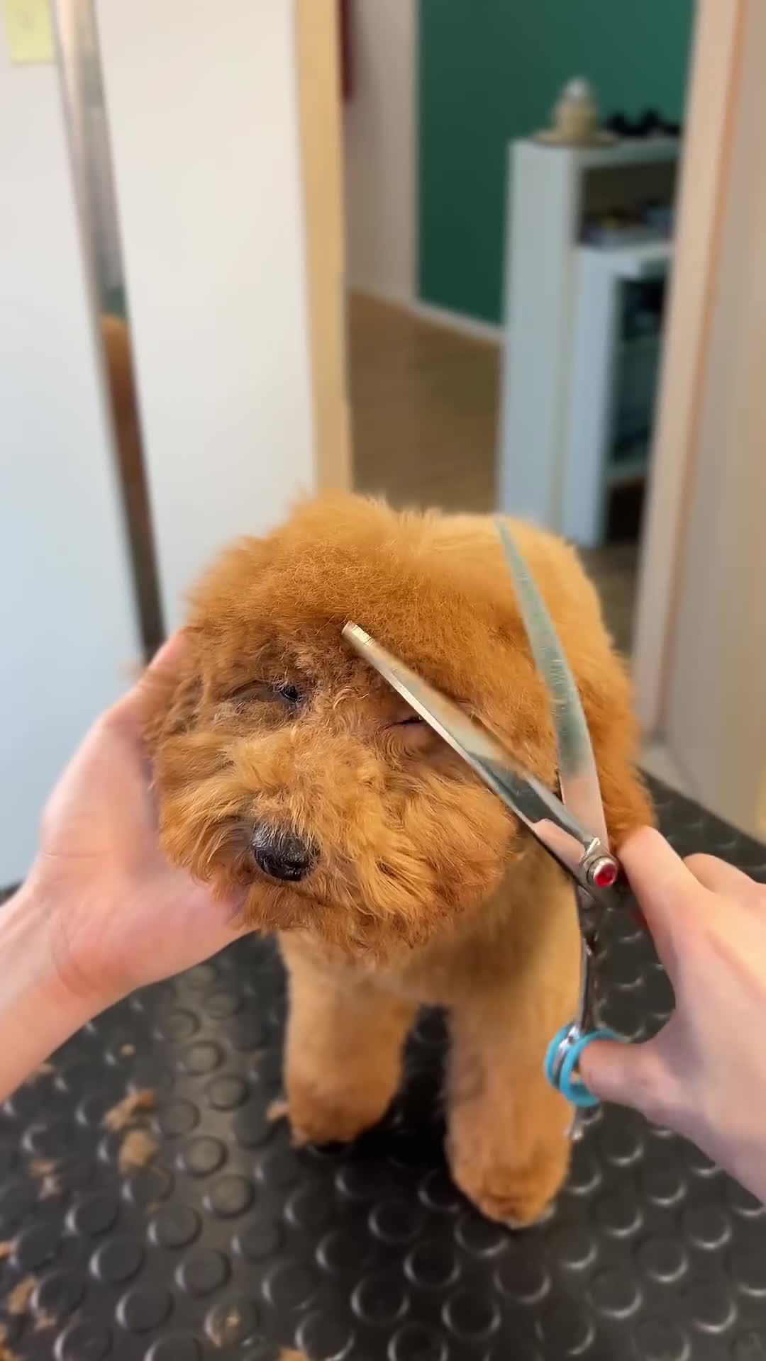 This puppy melts my heart 🫶