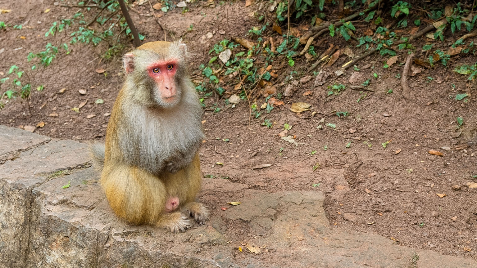 Cute Little Monkey Waiting for Mom