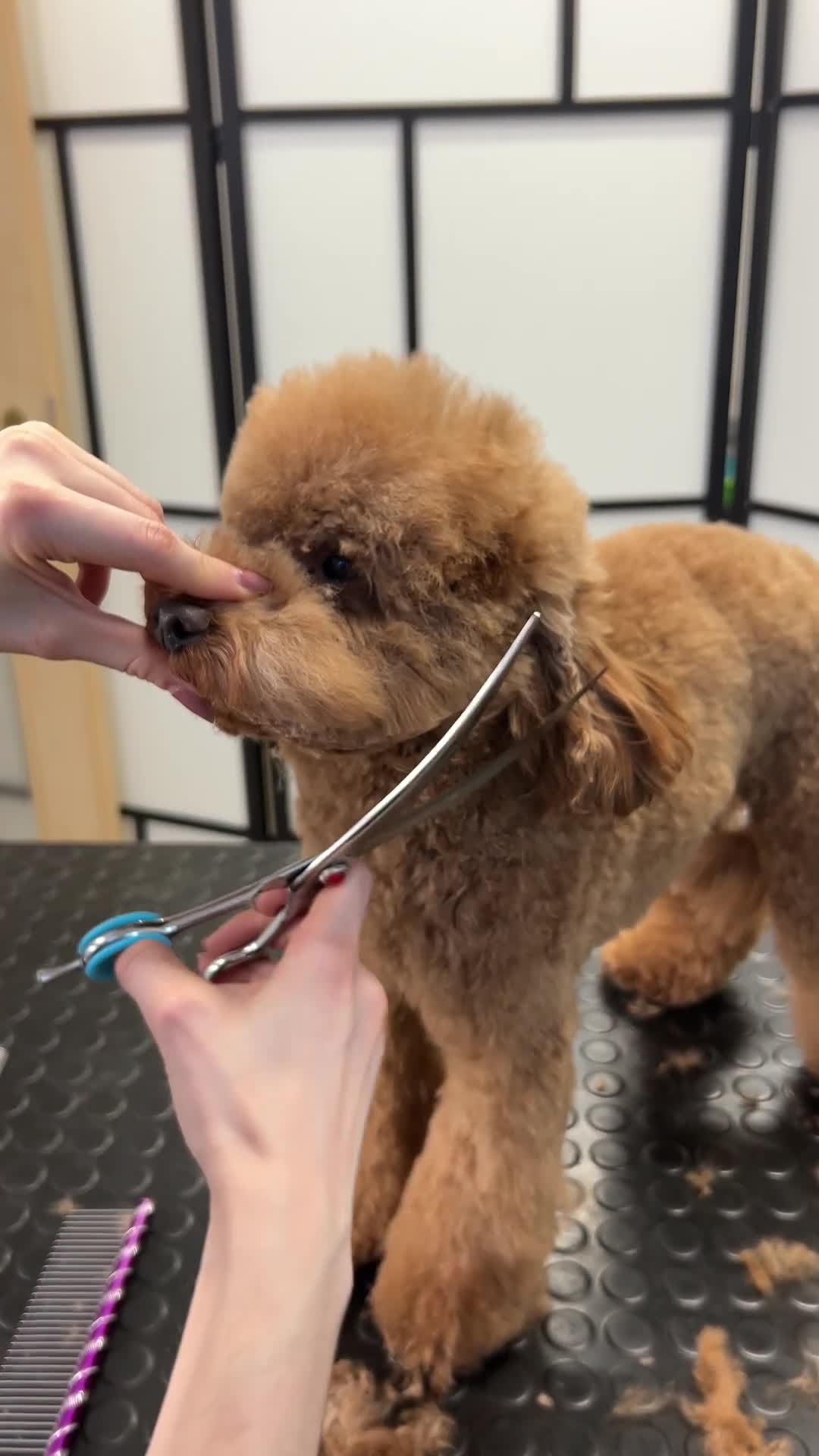 Turning Leo into the sweetest Teddy bear!