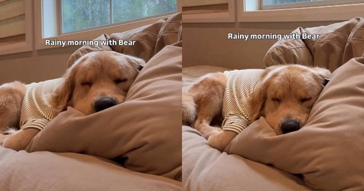 Video Documents Golden Retriever's Peaceful Rainy Morning Nap
