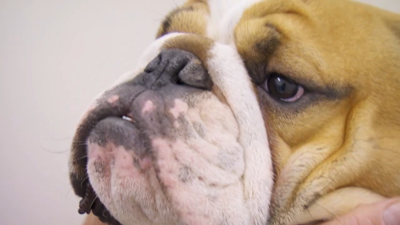 How a high-risk bulldog made it through a dangerous surgery