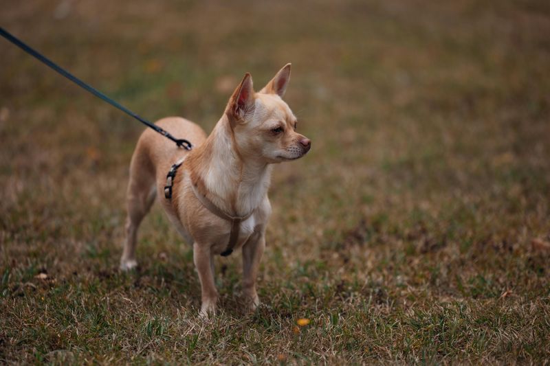 These Dog Breeds Are Most Likely To Have Behavioral Problems