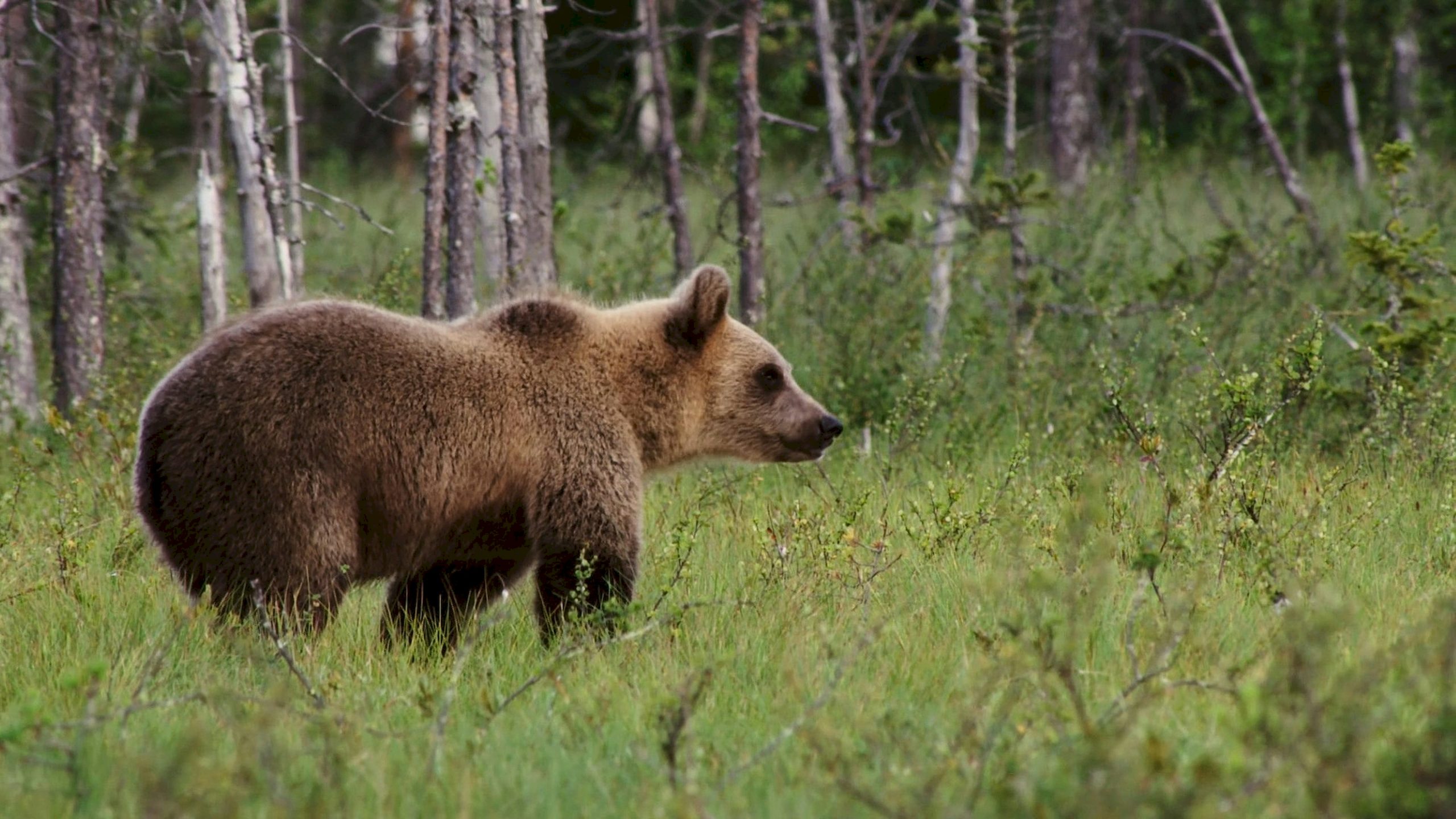 Rare Bear-Spotting Wildlife Spots