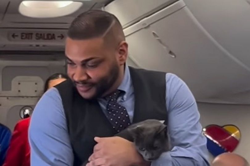 'Grinning cat' escapes on plane and presents pre-takeoff safety ...