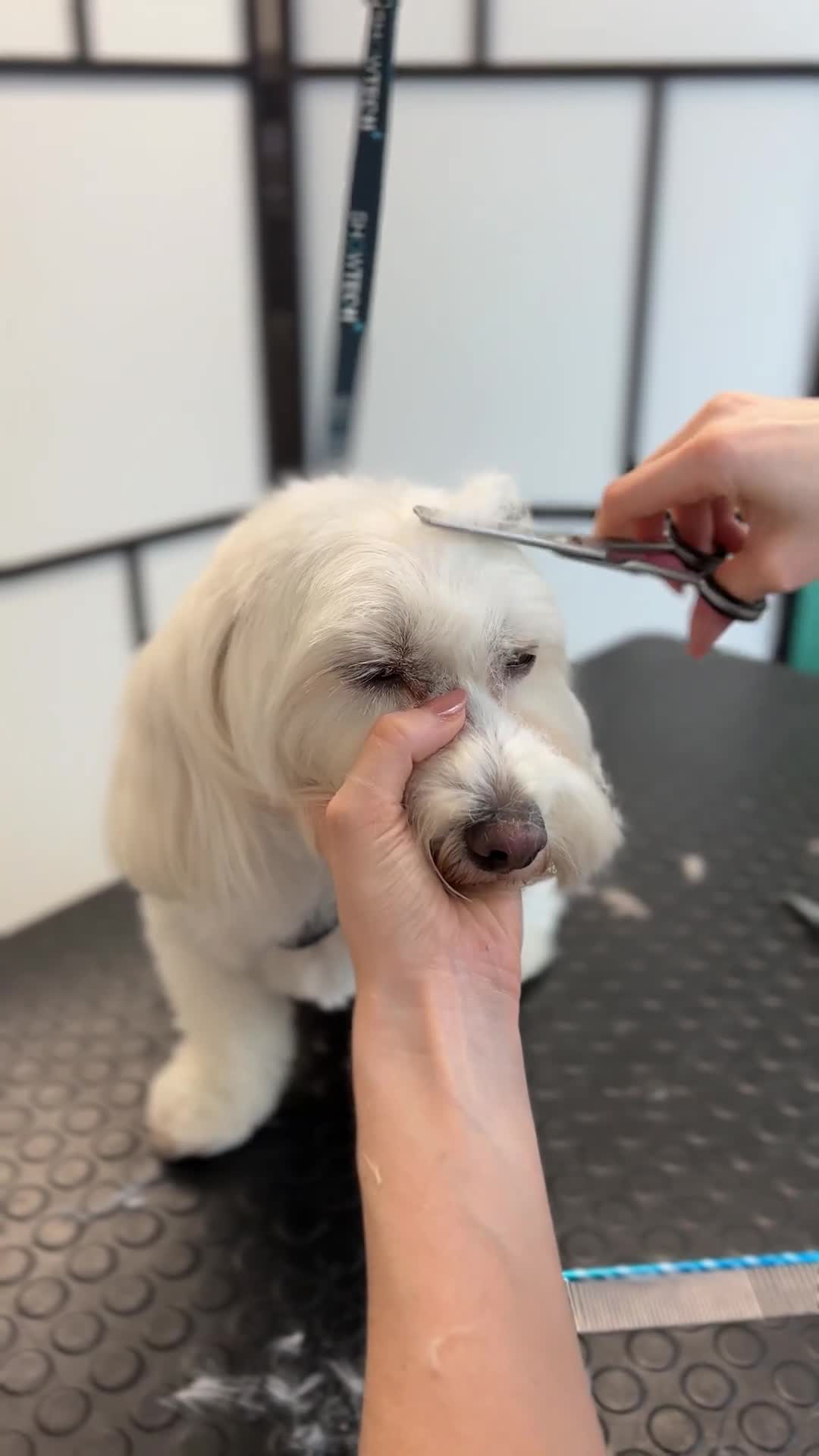 Maltese face grooming tips