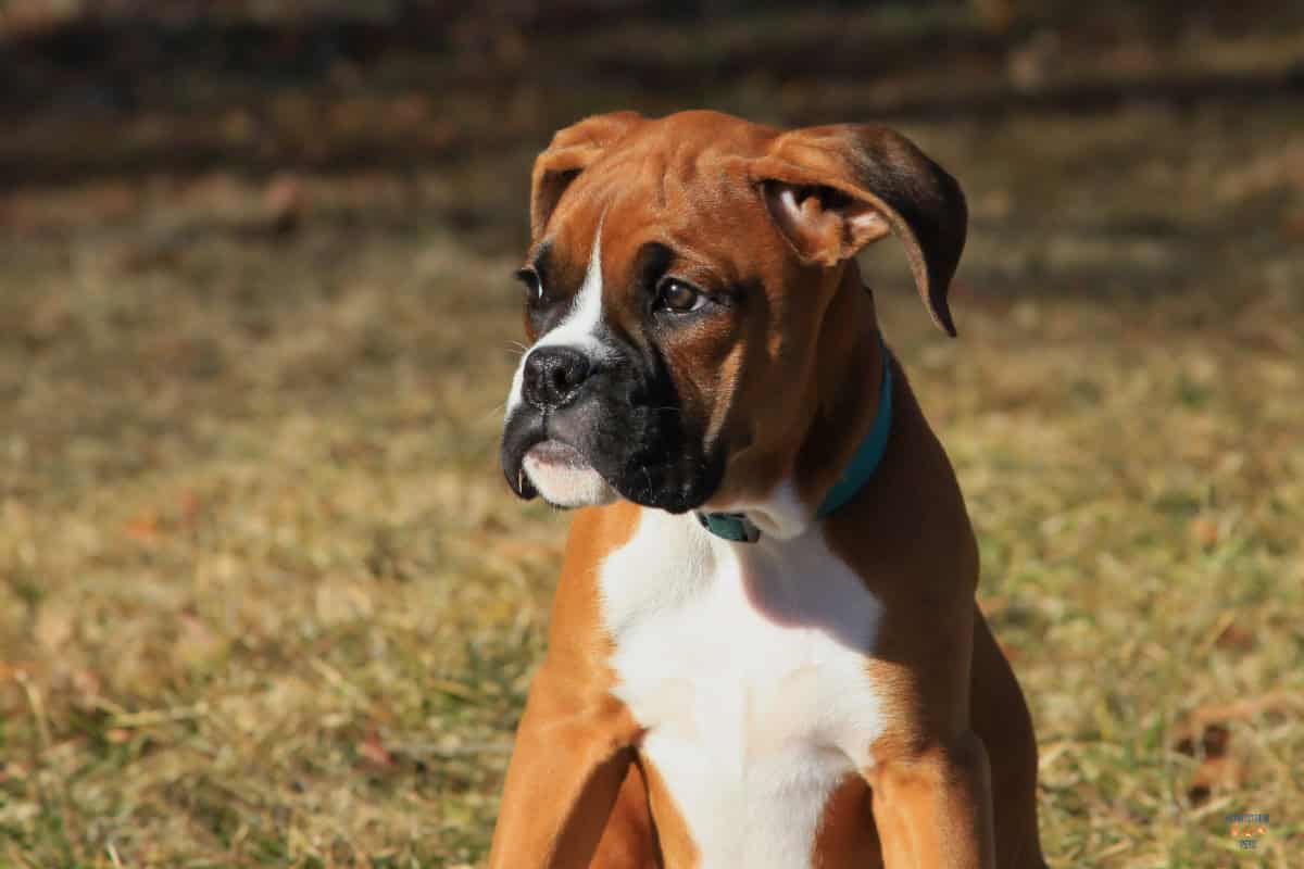 The 11 Best Guard Dogs That Are Also Great With Kids